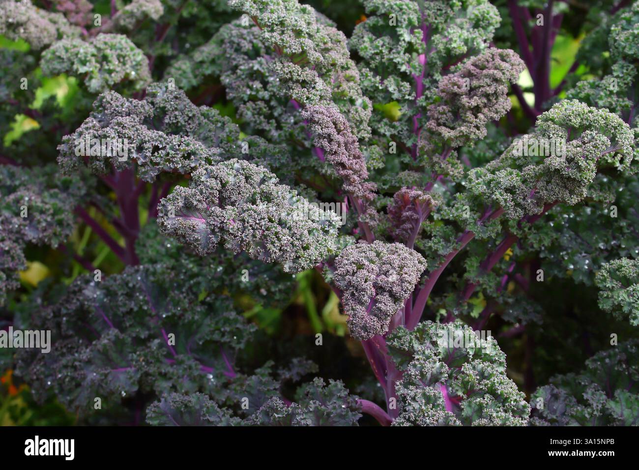 Red kale (leaf cabbage) growing in the garden bed Stock Photo - Alamy