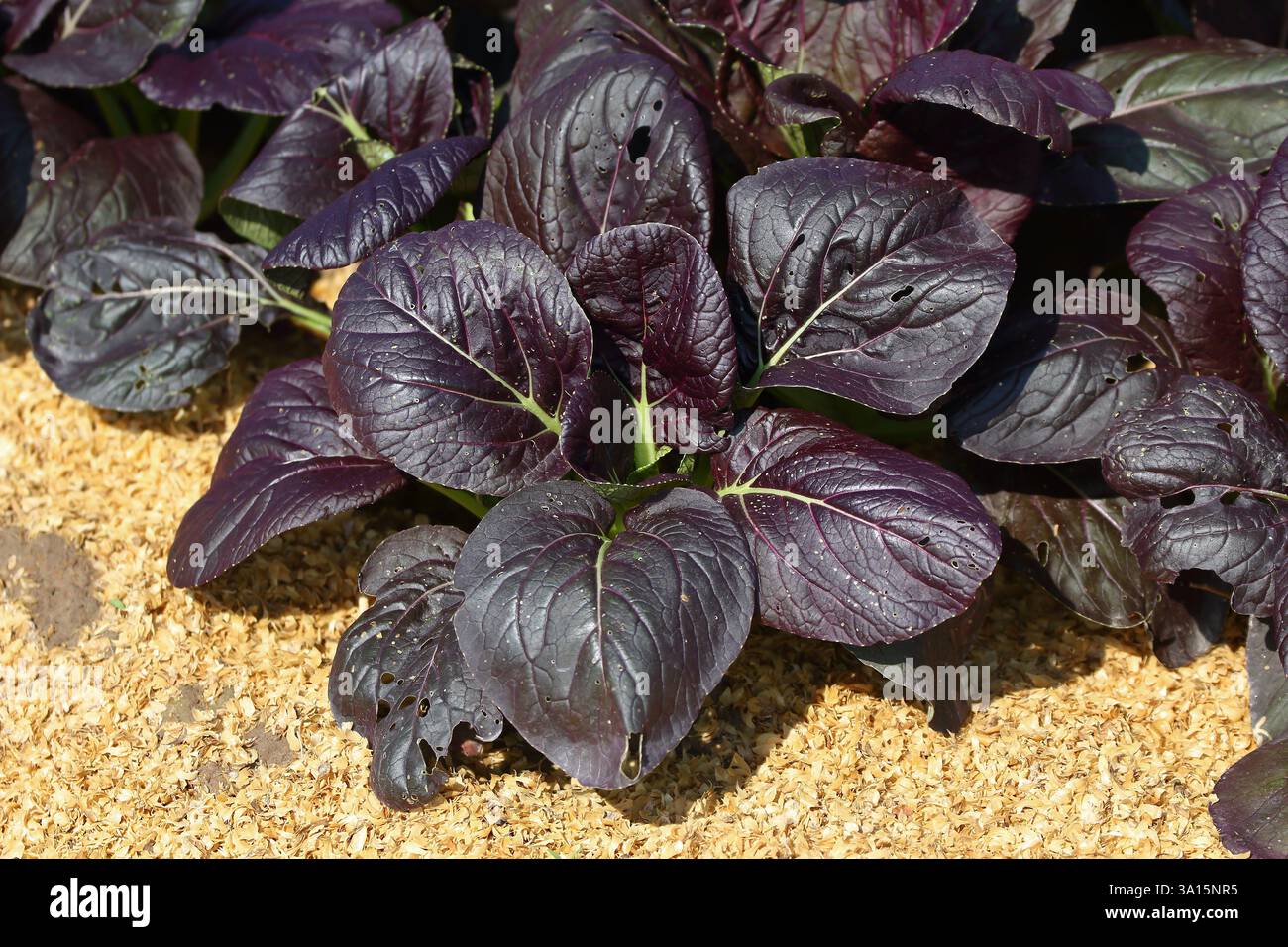 Purple Pak choi (Bok choy) leaf vegetable a type of Chinese cabbage ...