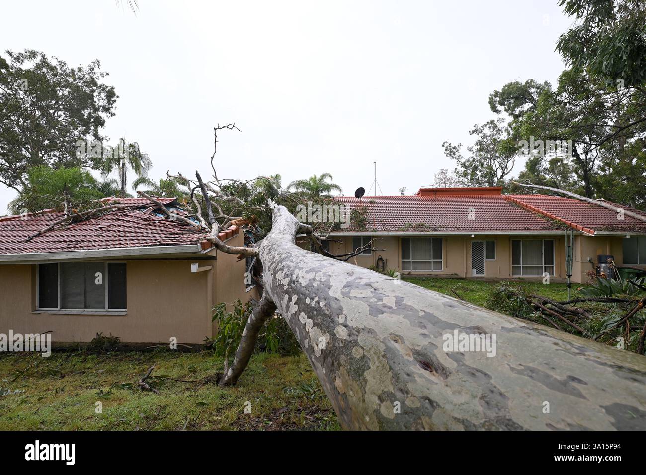 A fallen gum tree is seen impacting a house at Mudgeeraba on the Gold ...