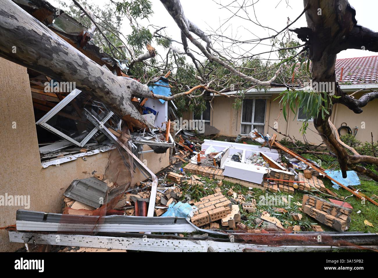 Gold Coast, Australia. 07th Mar, 2025. A fallen gum tree is seen ...