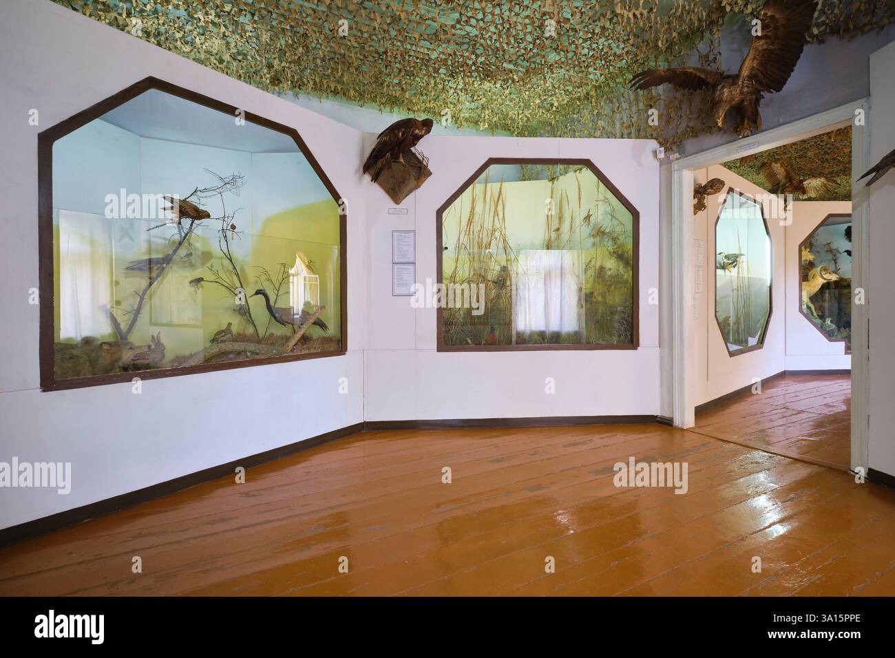 View of some of the stuffed animals in the taxidermy, science section ...