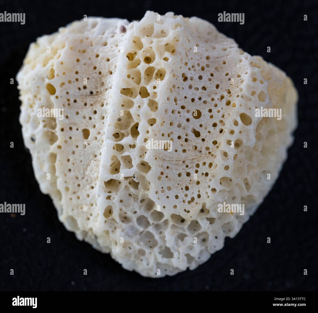 Fragile Beauty of a Seashell Fragment Stock Photo - Alamy