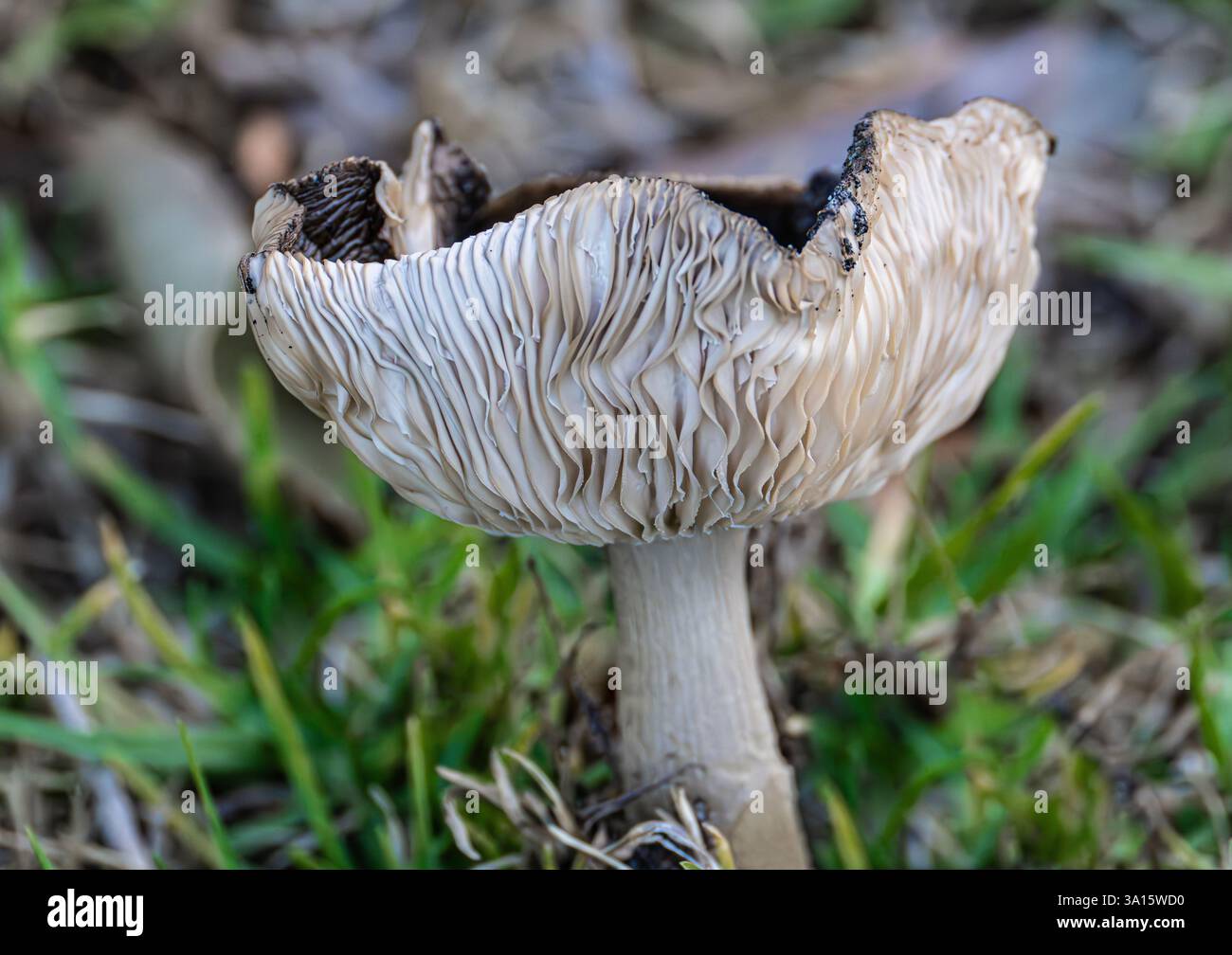 Vibrant fungal colors hi-res stock photography and images - Alamy