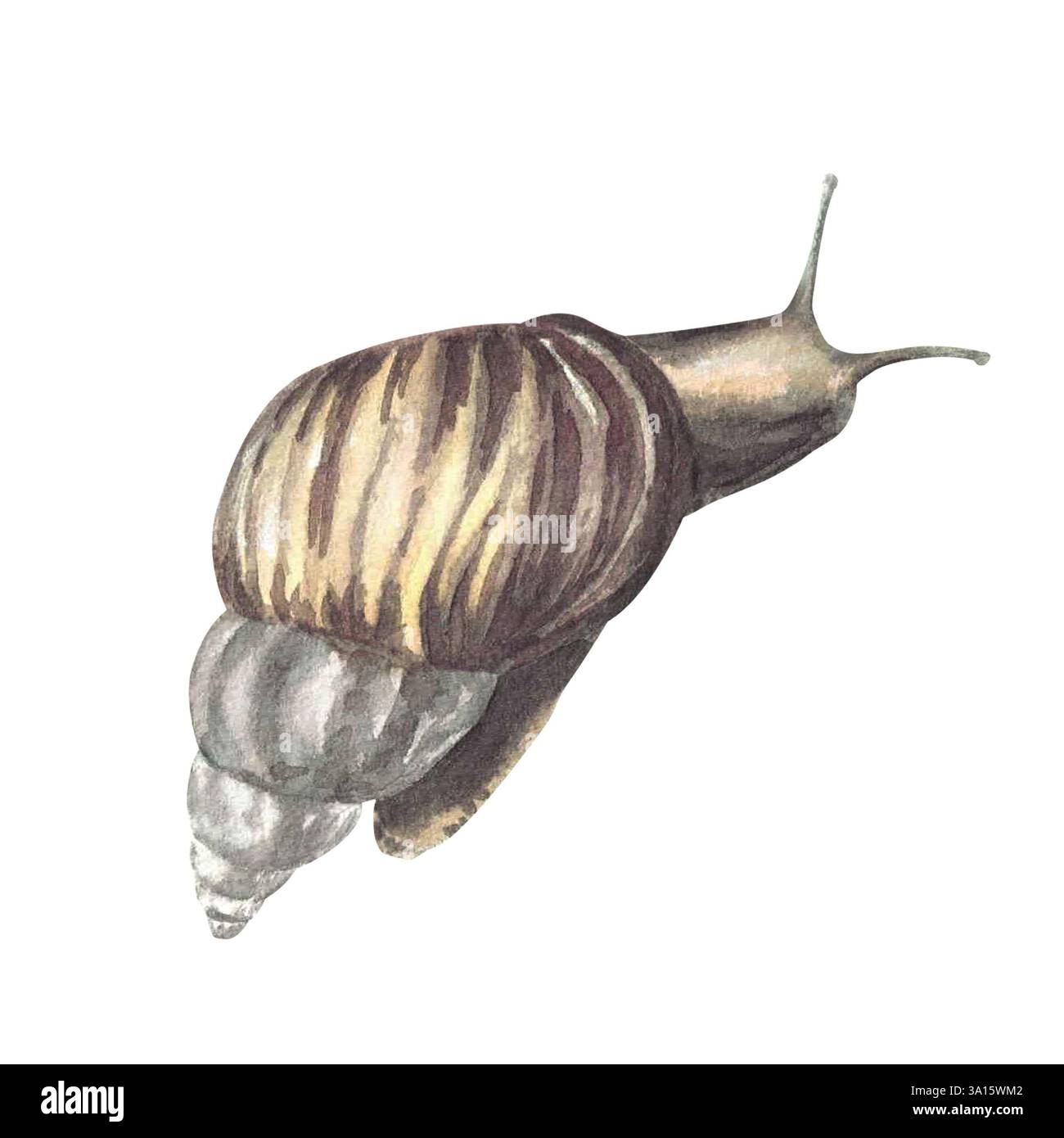 Snail, tropical slug set Watercolor slime cochlea realistic ...