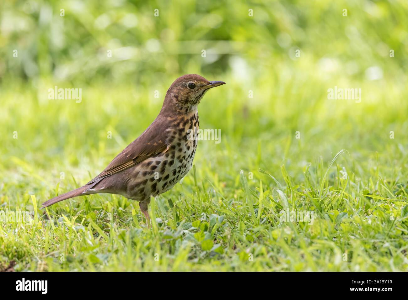 Song Thrush [ Turdus philomelos ] on lawn Stock Photo - Alamy
