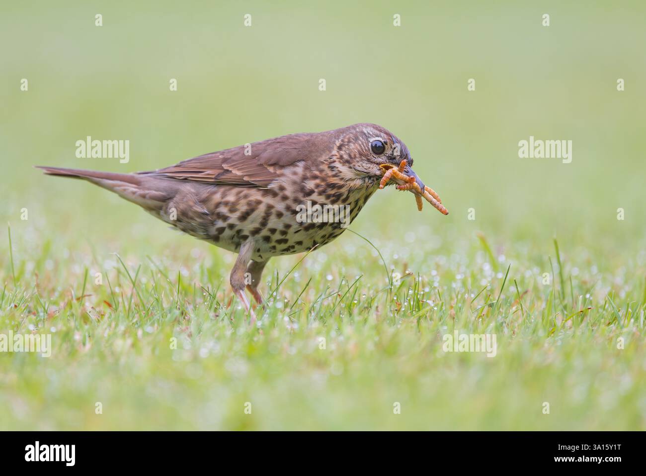 Song Thrush [ Turdus philomelos ] on lawn with mealworms in its beak ...