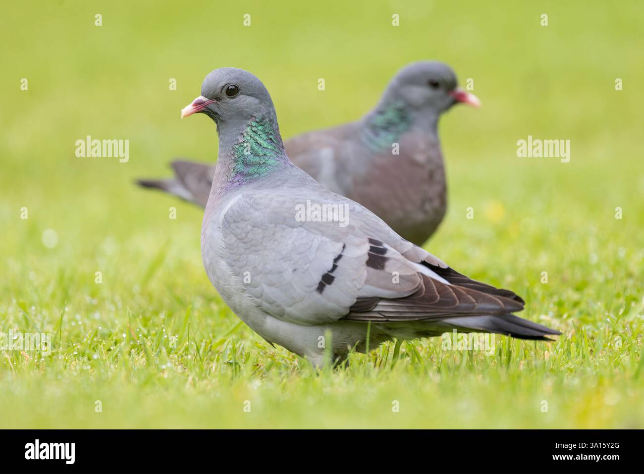 Stock Dove [ Columba oenas ] 2 birds on lawn Stock Photo - Alamy