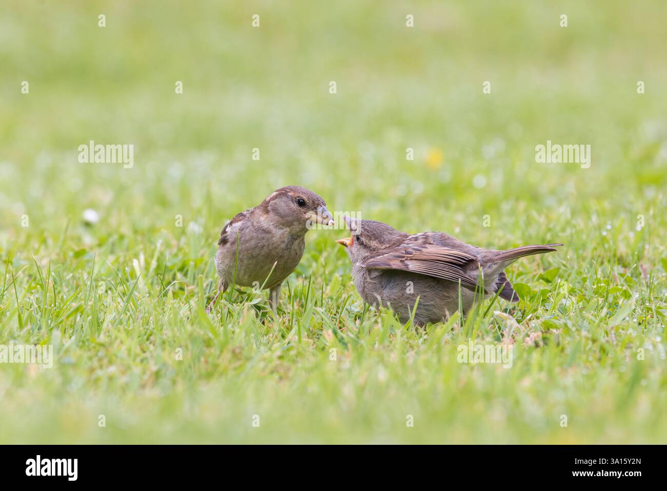 House Sparrow [ Passer domesticus ] adult female feeding juvenile on ...