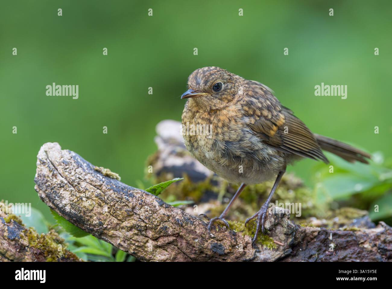 European Robin [ Erithacus rubecula ] juvenile bird on log Stock Photo ...