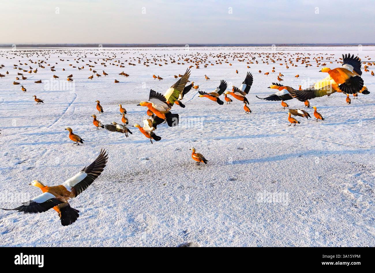 Migratory birds fly in the urban and rural sections of the 12th Company ...