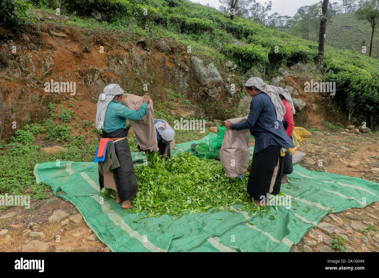 Tamil tea pickers at the St. Catherine's tea estate, Pekoe Trail, Ella ...