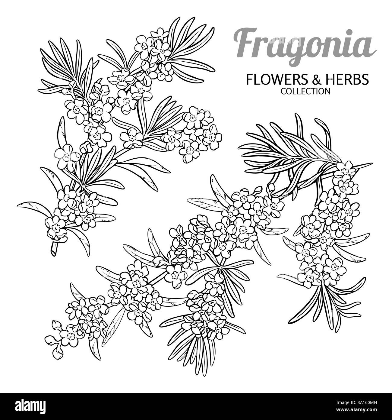 Fragonia Branch with Flowers Outline Illustration Stock Vector Image ...