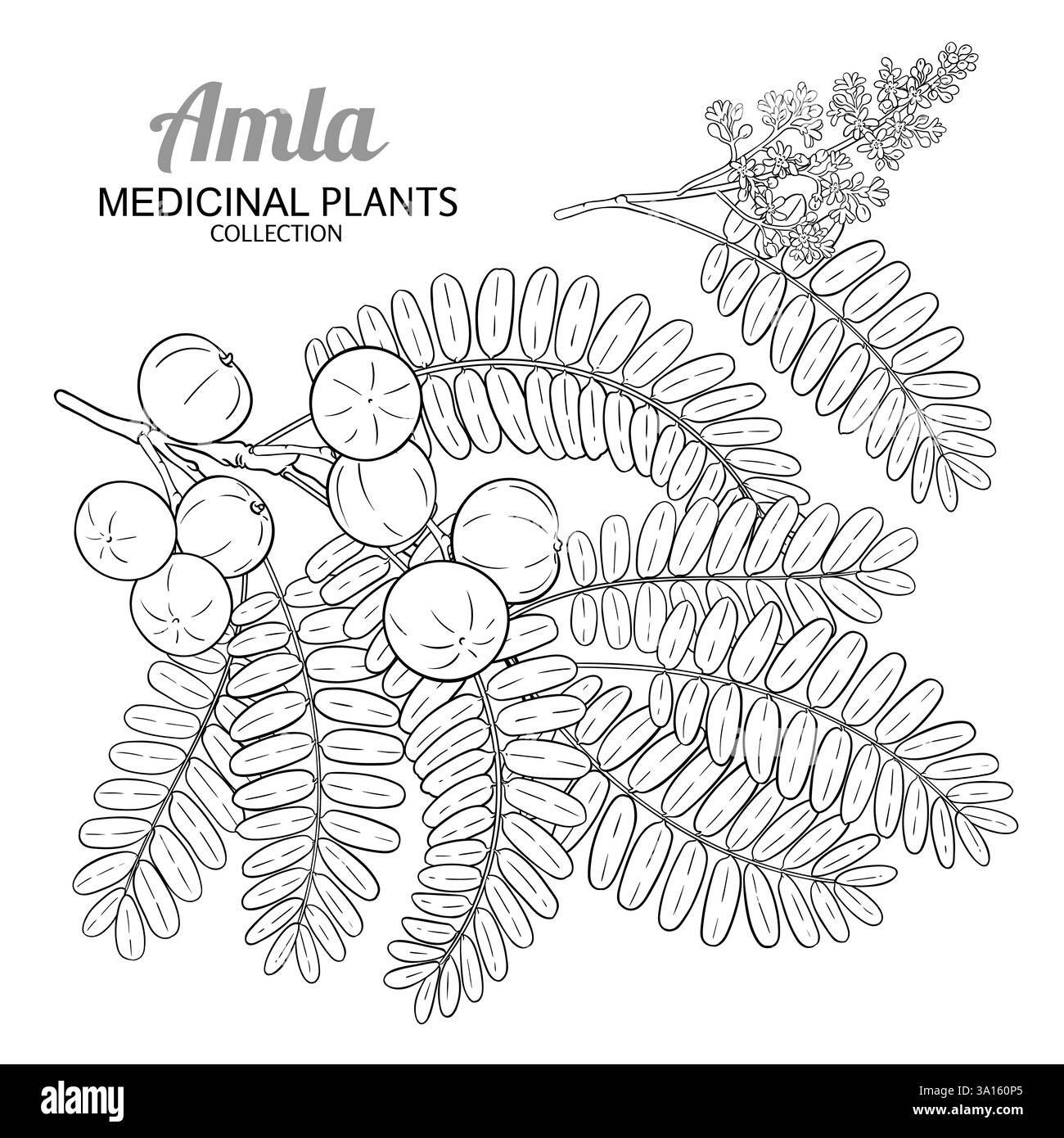 Amla Branch with Fruits Outline Illustration Stock Vector Image & Art ...