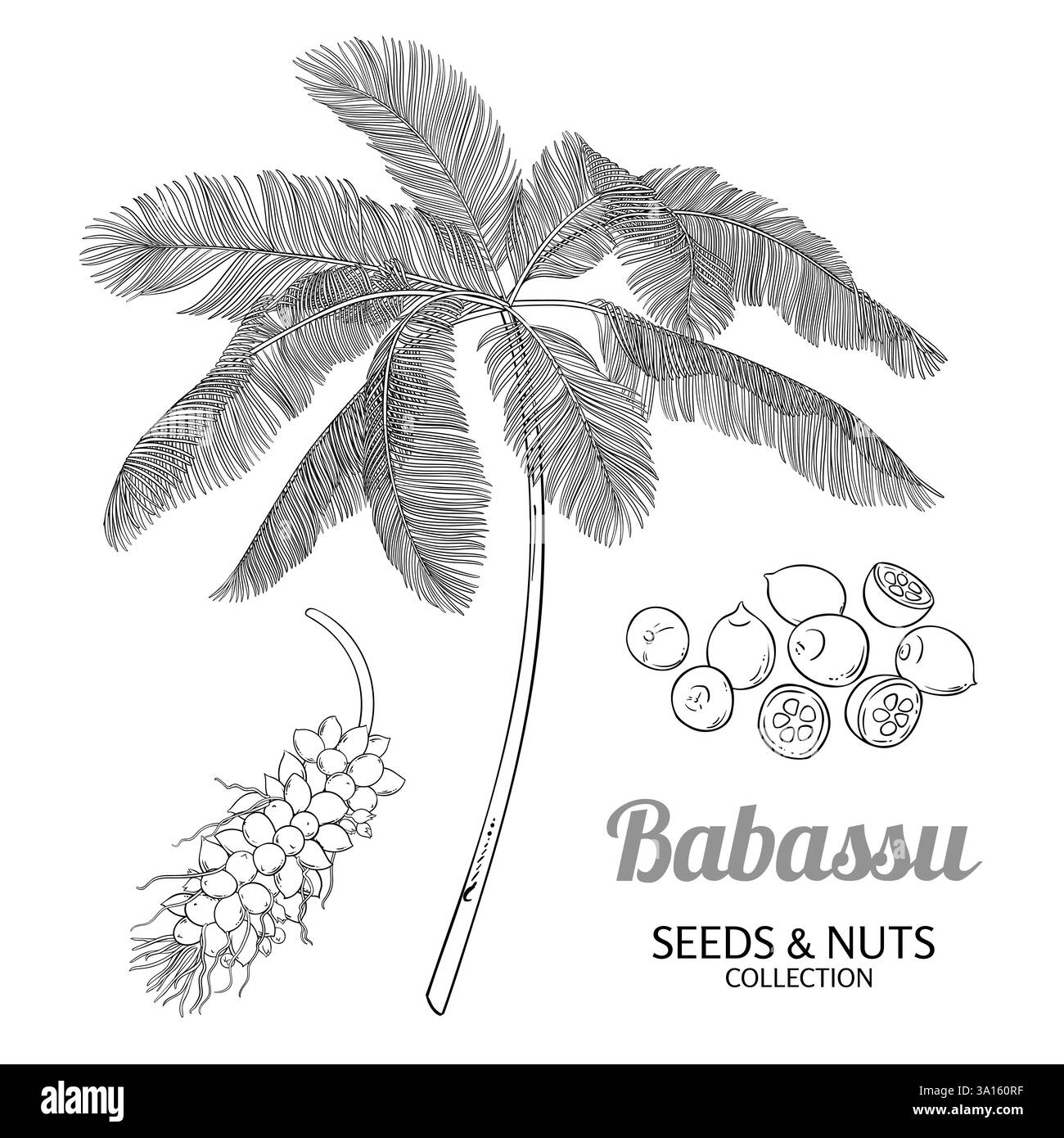 Babassu Palm with Nuts Outline Illustration Stock Vector Image & Art ...