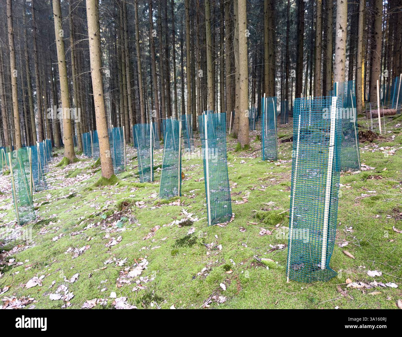 Reforestation in a forest. New planting of young trees with tree ...