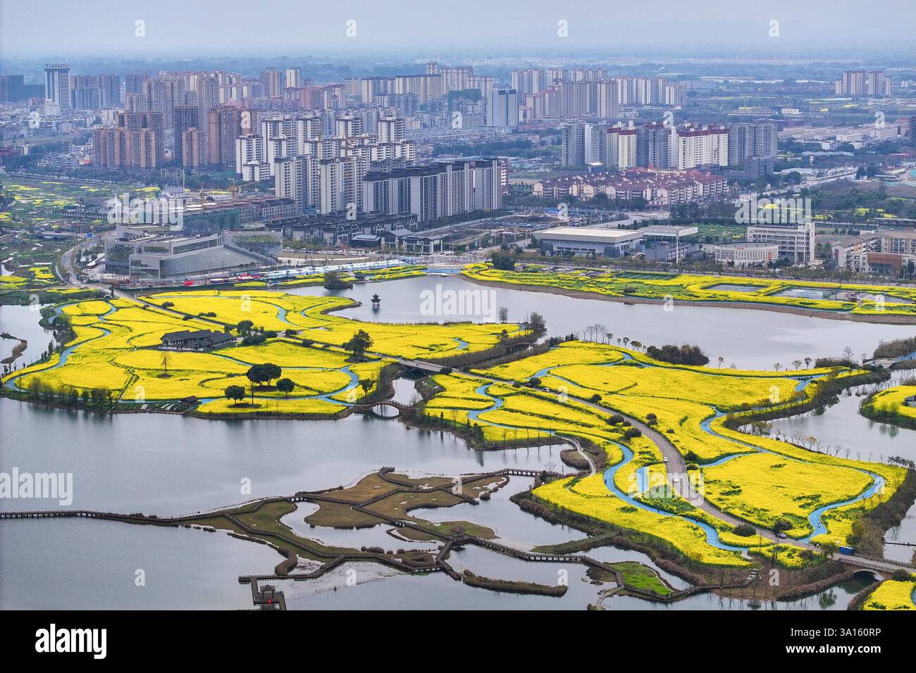 **CHINESE MAINLAND, HONG KONG, MACAU AND TAIWAN OUT** Cole flowers ...