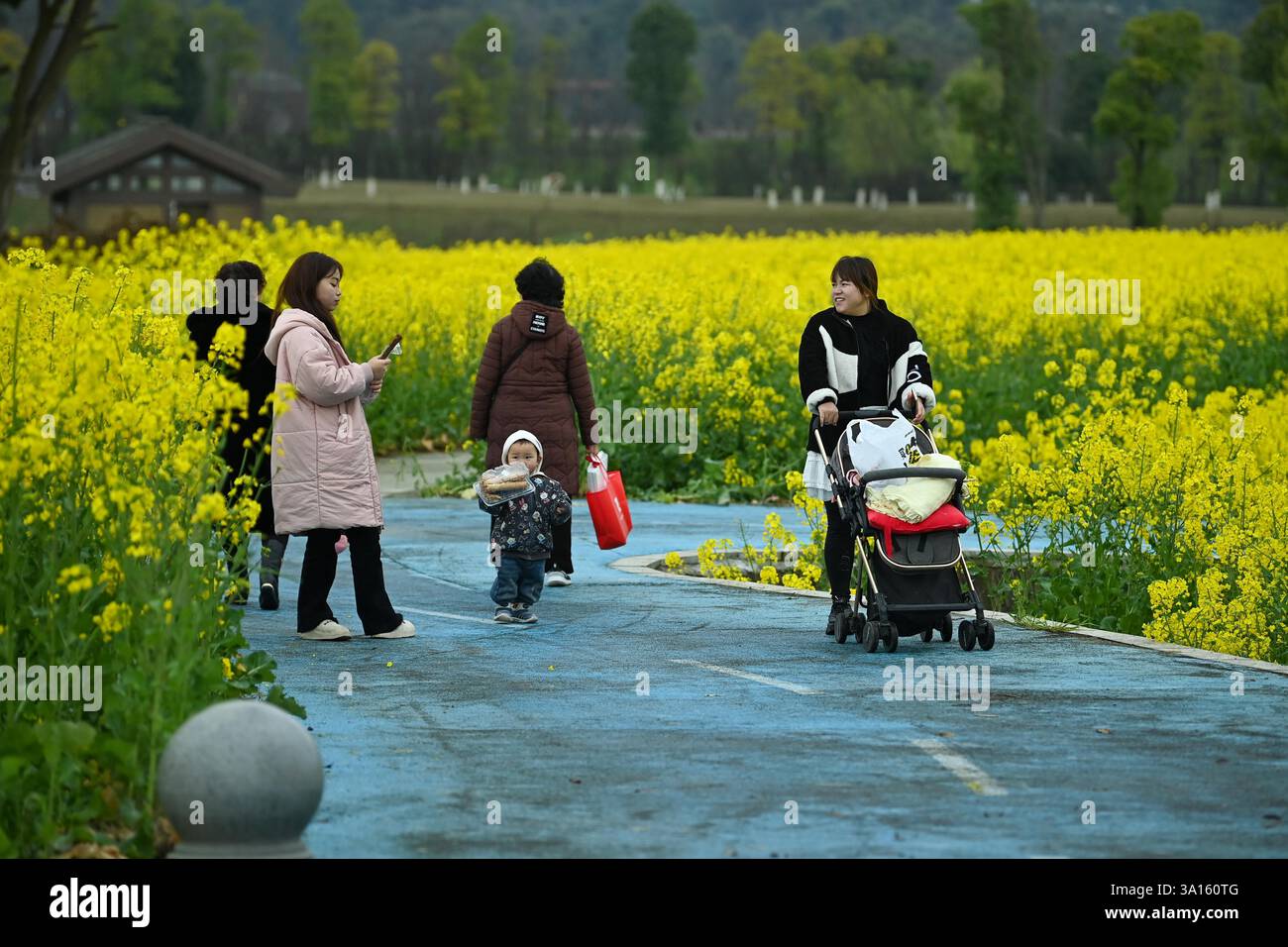 **CHINESE MAINLAND, HONG KONG, MACAU AND TAIWAN OUT** Cole flowers ...