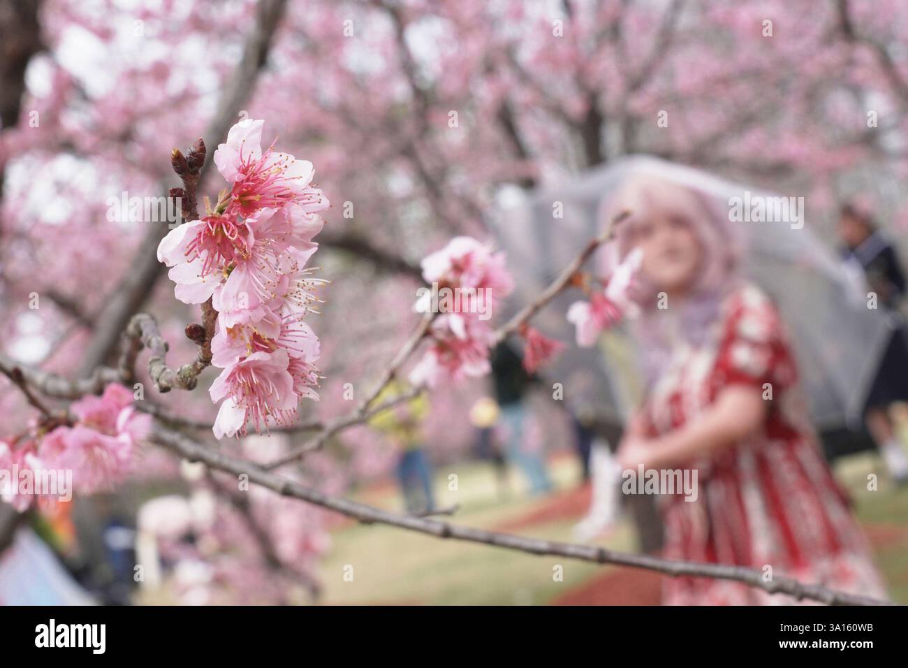 Shanghai,China.6th March 2025. With the warming weather, early cherry ...