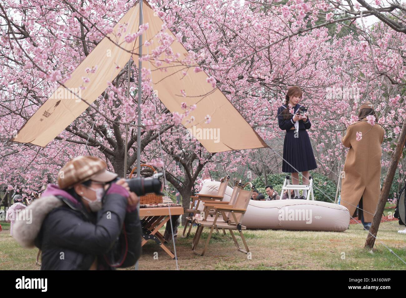 Shanghai,China.6th March 2025. With the warming weather, early cherry ...