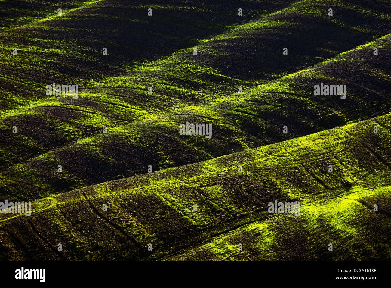 Rolling hills covered by bright green grass highlighted by sunlight ...