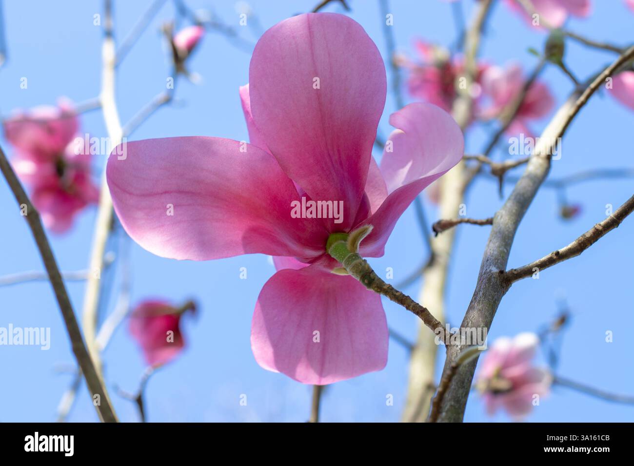 Magnolia liliiflora open pink flower on the blue sky background. Mulan ...