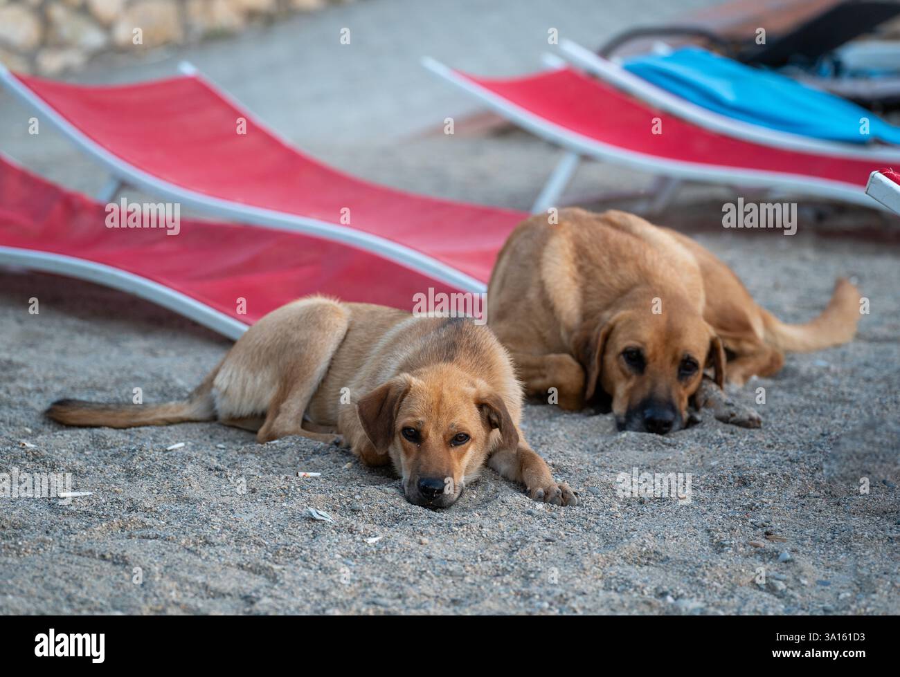 Stray Companions – Summertime Symmetry on the Beach Stock Photo - Alamy