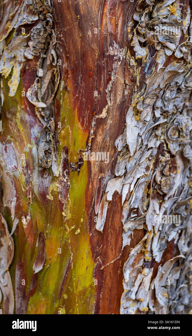 Textured Layers – Aged Tree Bark in Color Stock Photo - Alamy
