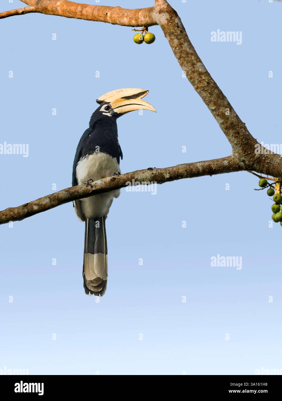 HORN BILL ON A BRANCH Stock Photo - Alamy