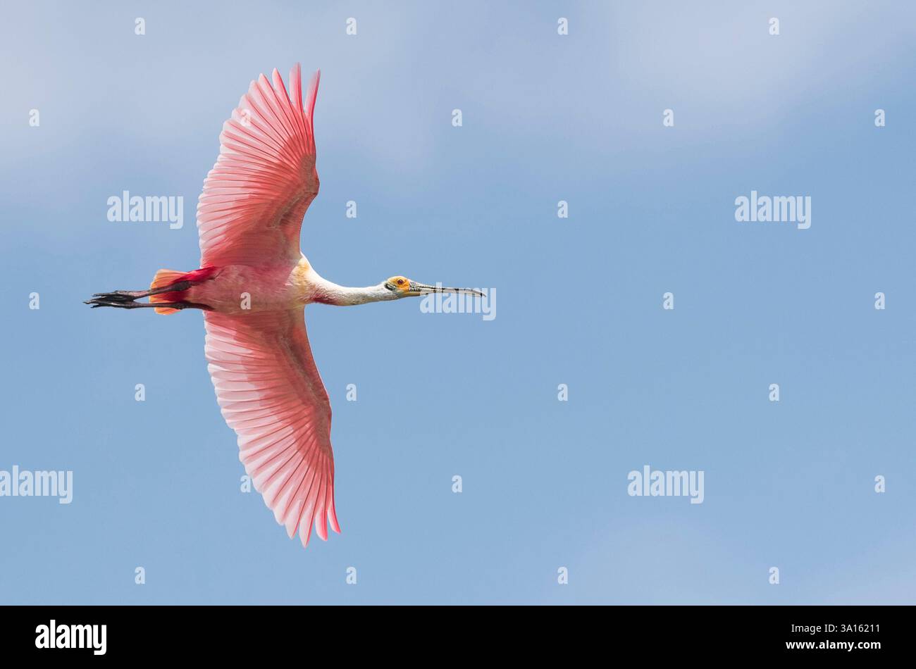 Preened to Perfection Stock Photo - Alamy