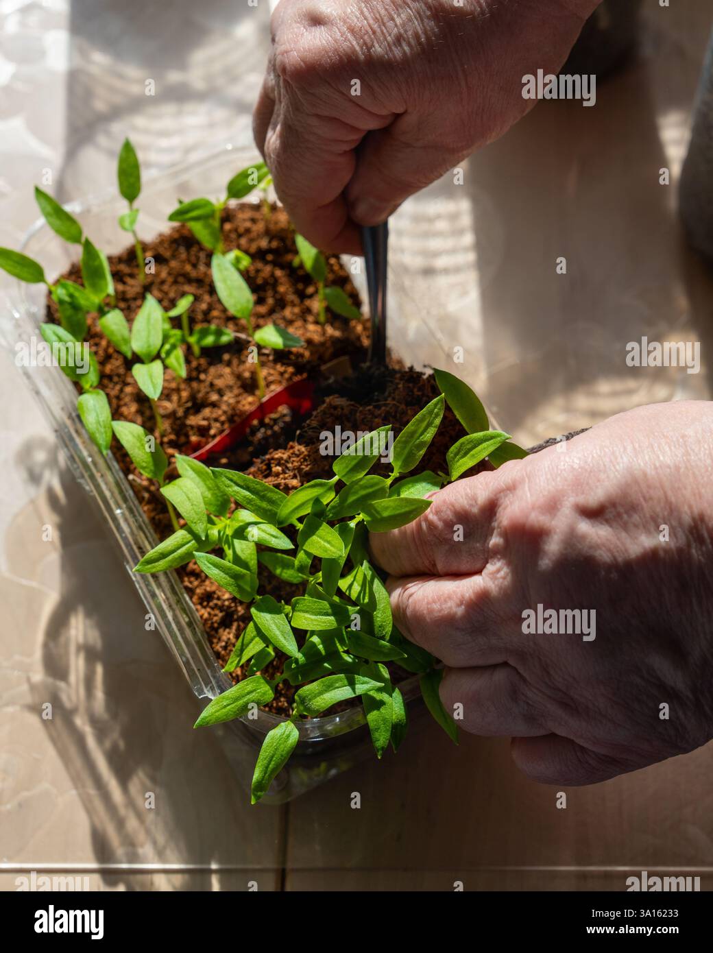 Planting seeds. Women hands gently planting seedlings in the ground ...