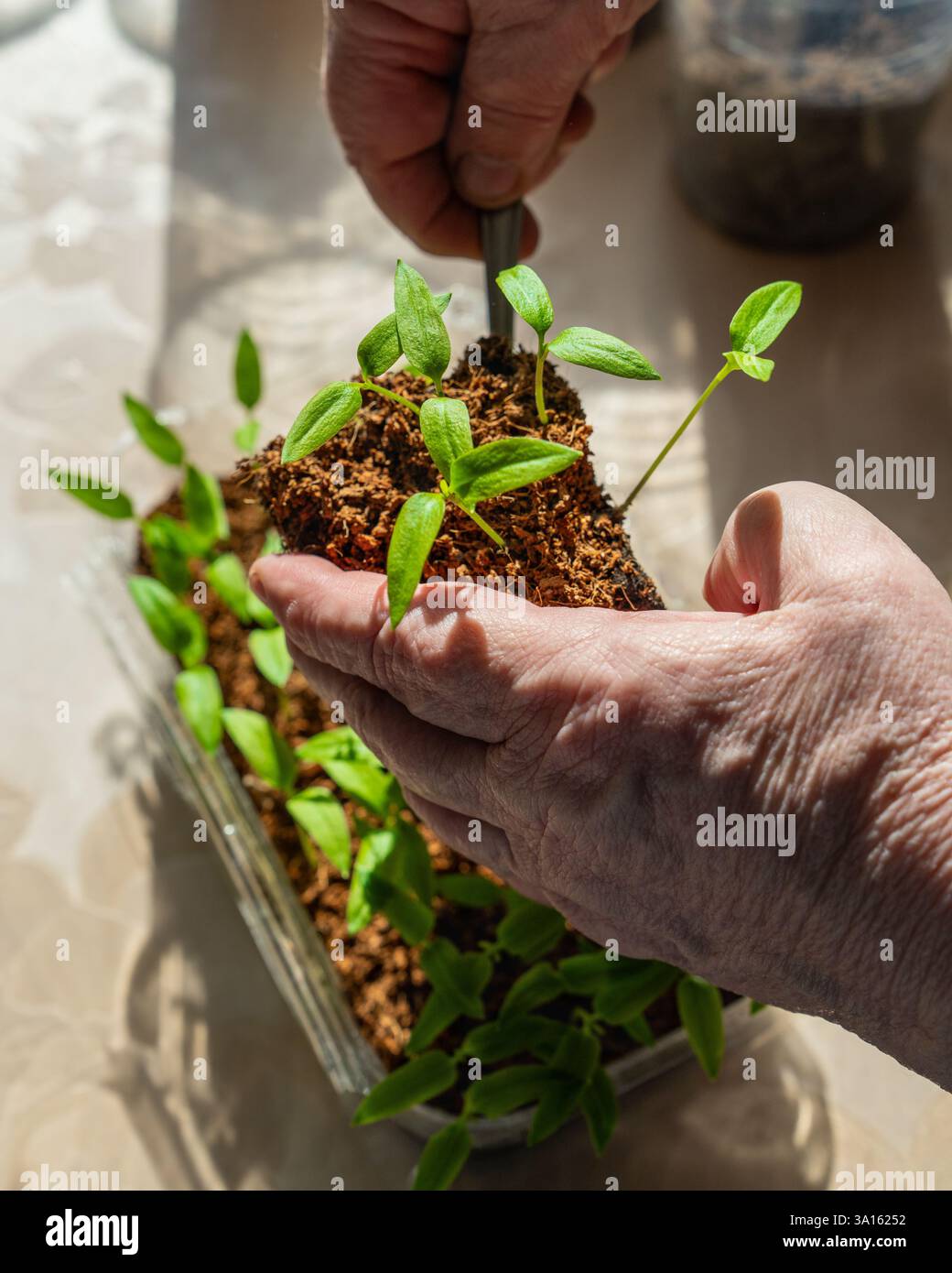 Planting seeds. Women hands gently planting seedlings in the ground ...