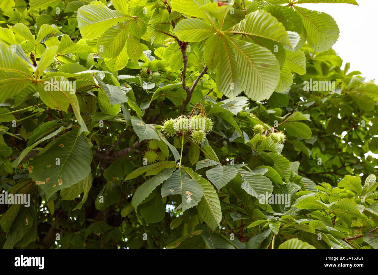 Abstract image of ripe chestnut in autumn park. Horse-chestnuts on ...