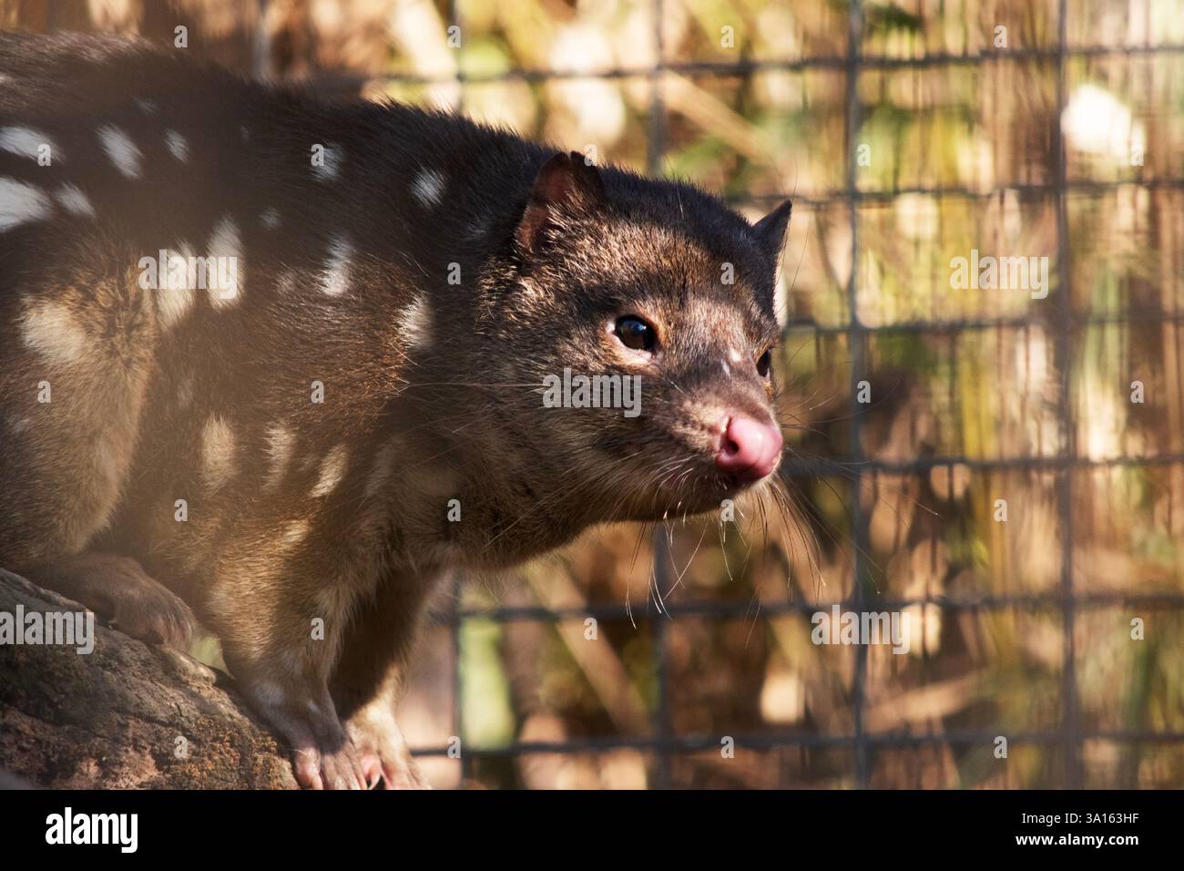 Spotted-tailed Quolls are marsupials which have rich red to dark brown ...
