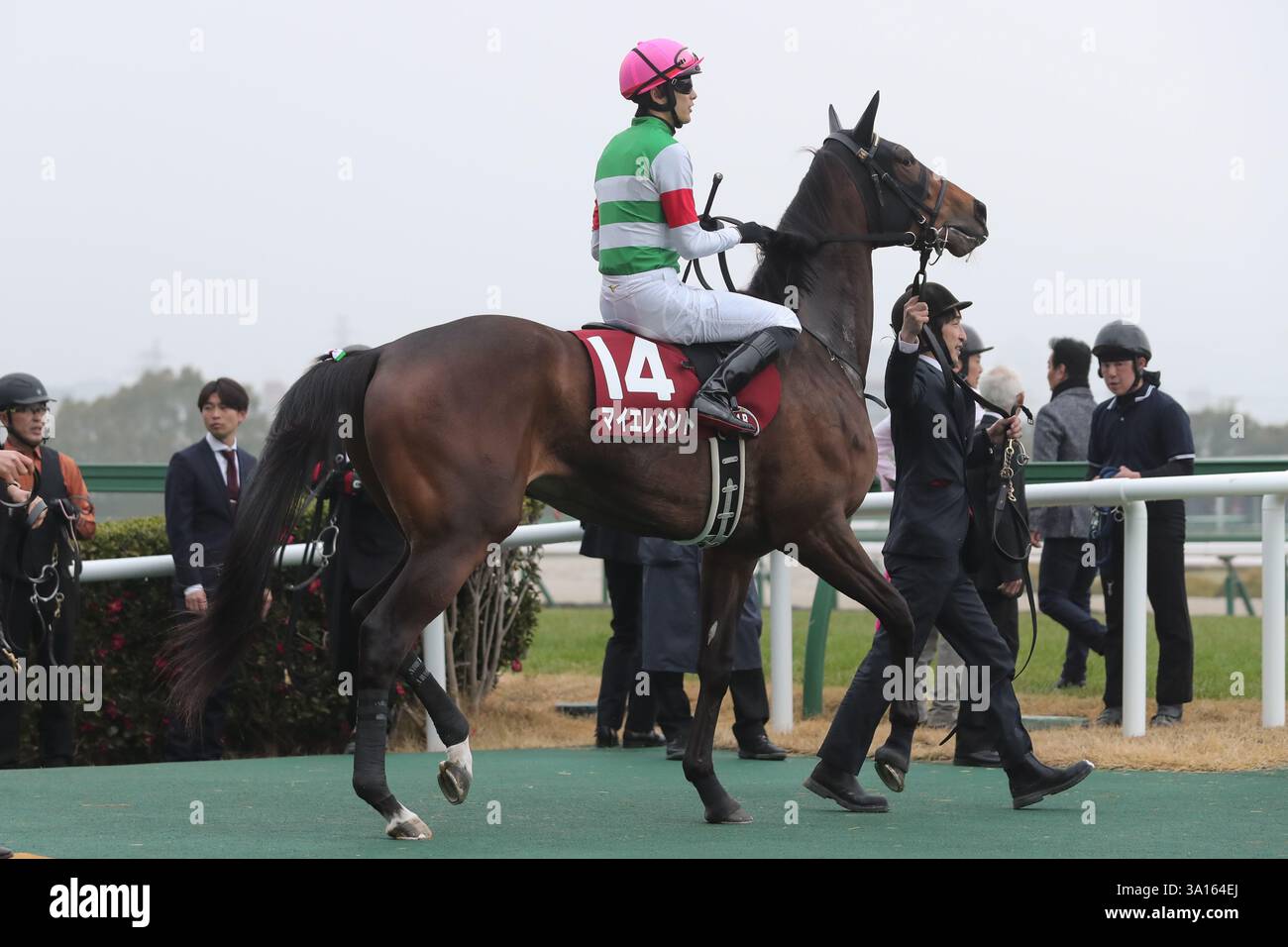 2025/03/02 HANSHIN 11R THE TULIP SHO My Element / Ryusei Sakai Jockey ...