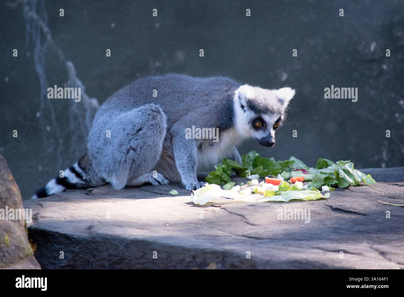 the ring tailed possum is about to eat her vegetables Stock Photo - Alamy