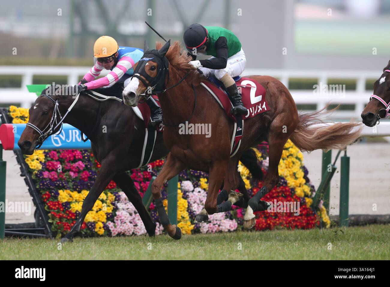 2025/03/02 HANSHIN 11R THE TULIP SHO Water Gerbera/Yutaka Take Jockey ...
