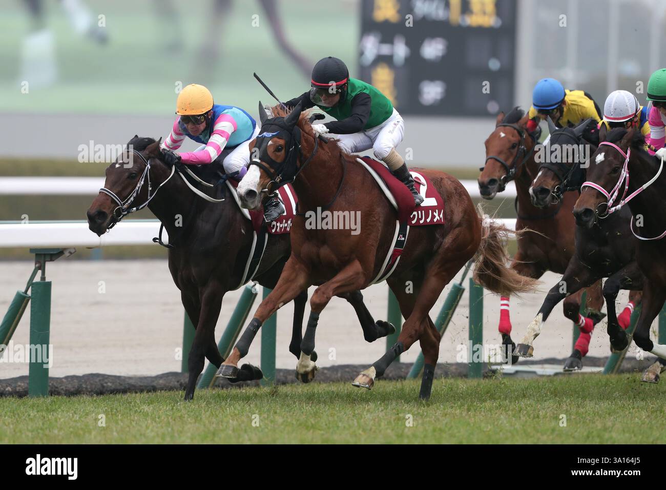 2025/03/02 HANSHIN 11R THE TULIP SHO Water Gerbera/Yutaka Take Jockey ...