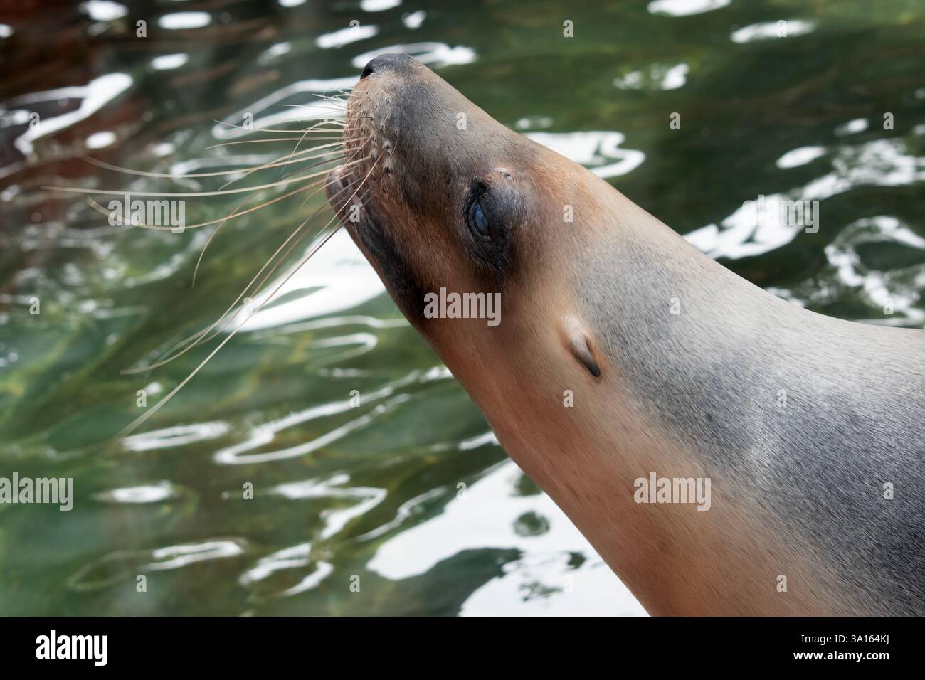 Sea lions are characterized by external ear flaps, long fore flippers ...