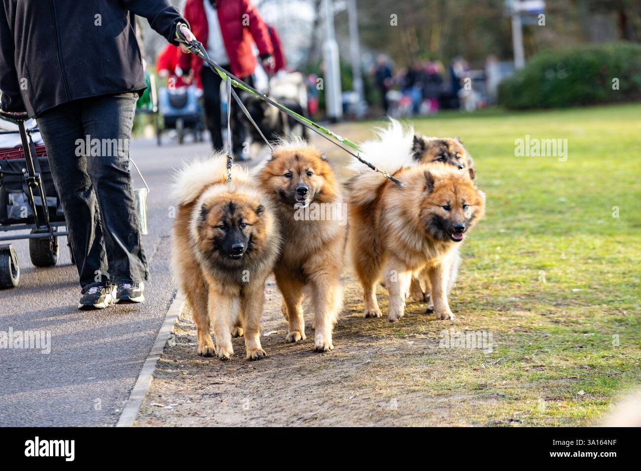 Birmingham, 7 March 2025. Dogs from the Toy & Utility groups arrive on ...
