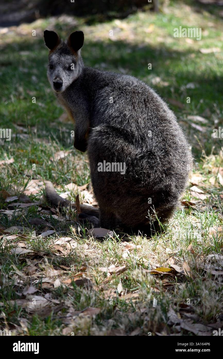 The swamp wallaby has dark brown fur, often with lighter rusty patches ...