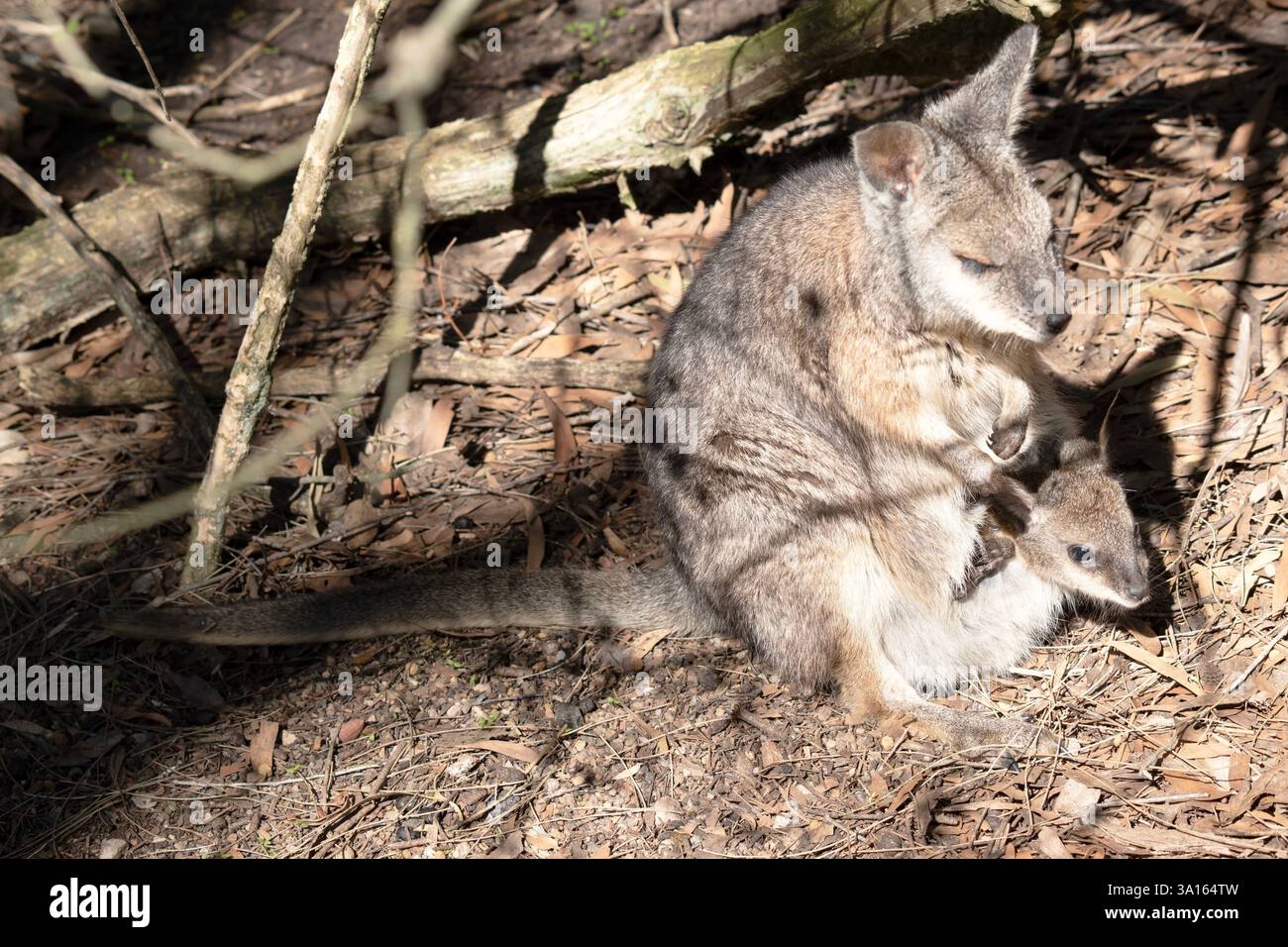 The tammar wallaby has dark greyish upperparts with a paler underside ...