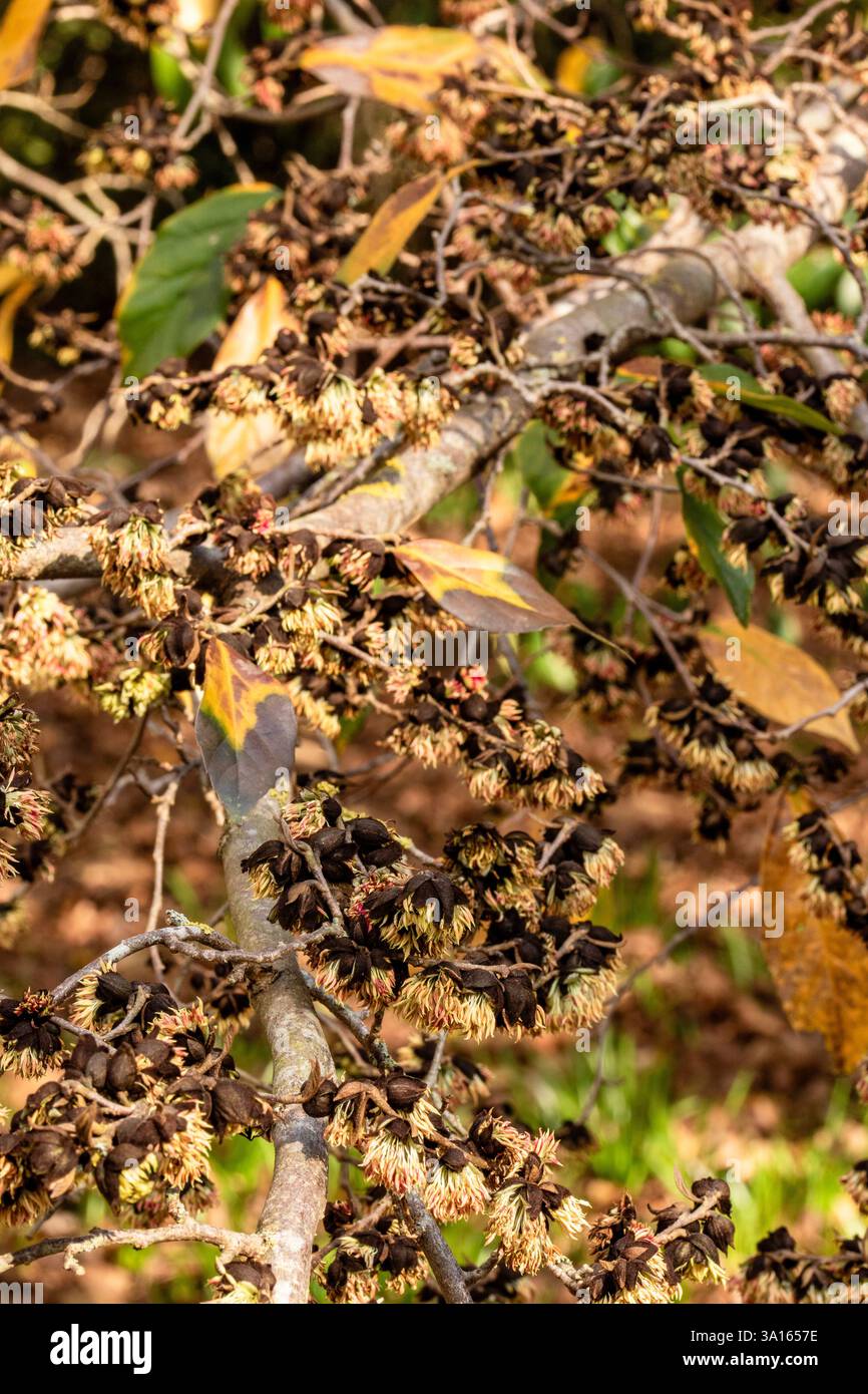 Natural very close up spring catkins of X Sycoparrotia Semidecidua in ...