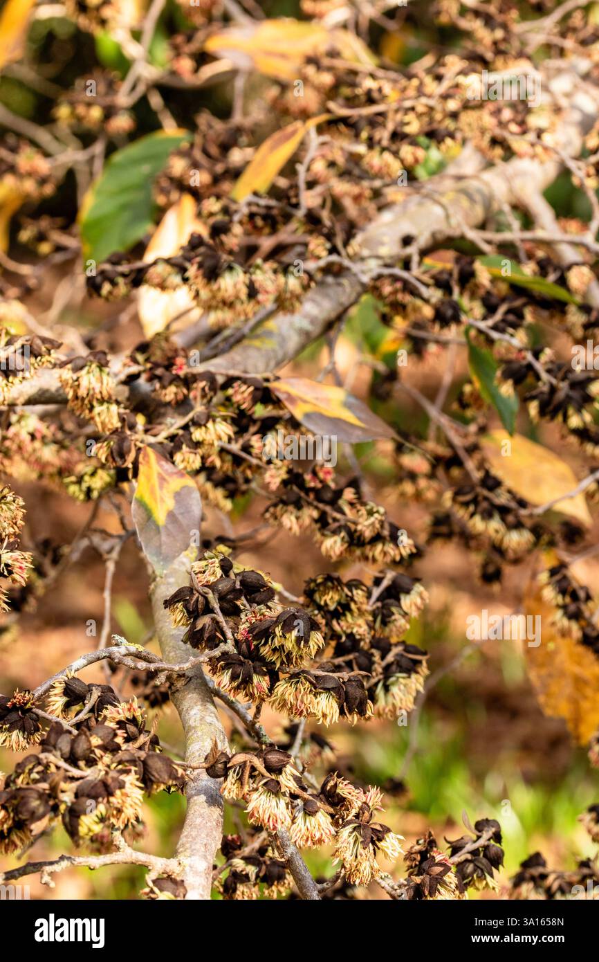 Natural very close up spring catkins of X Sycoparrotia Semidecidua in ...