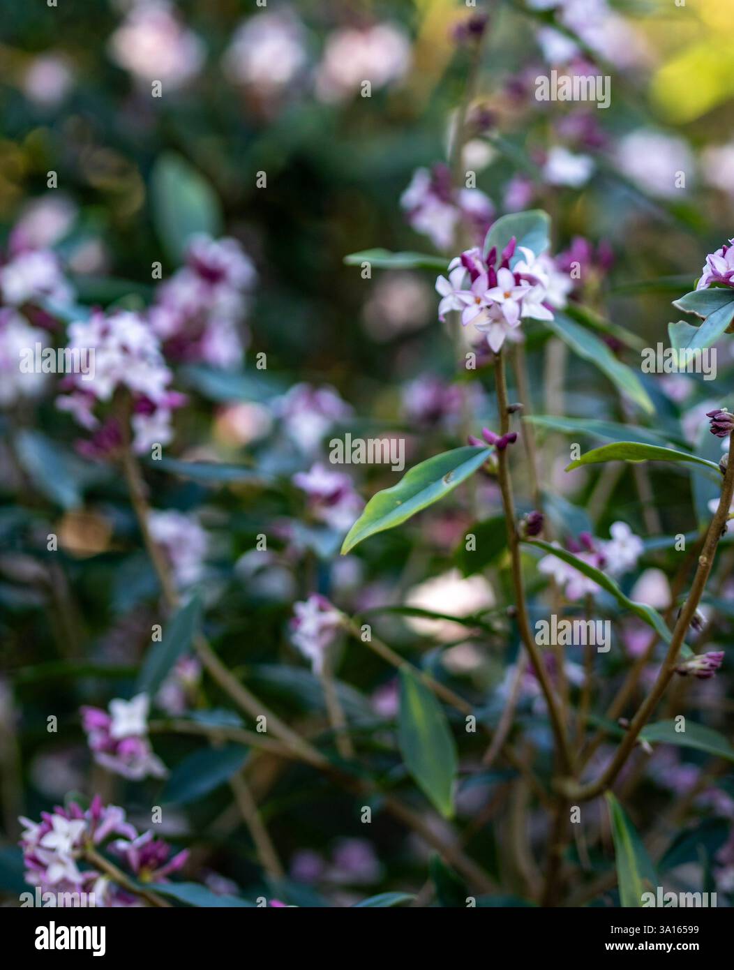 Natural close up flowering plant portrait of the fragrant Daphne ...