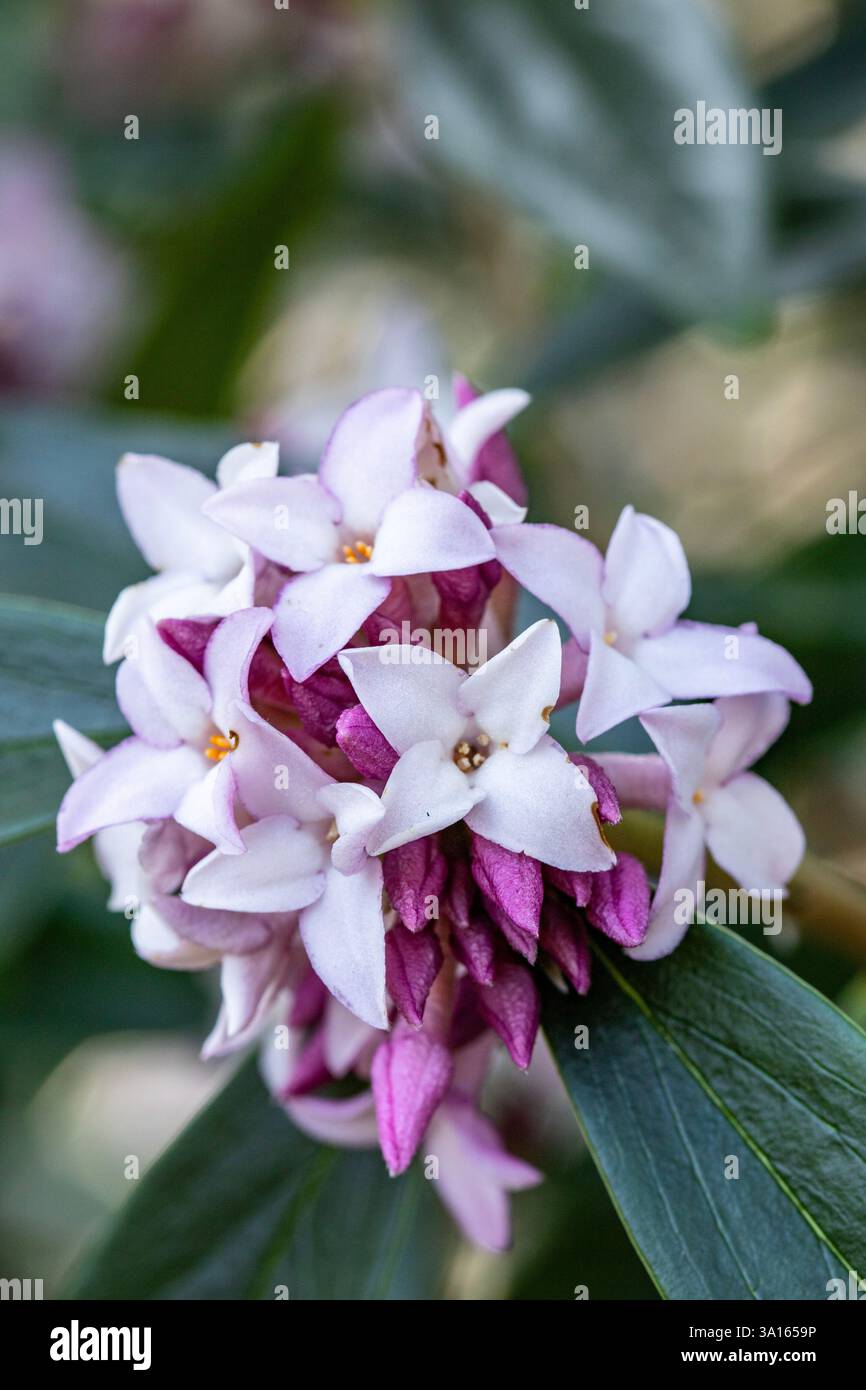 Natural close up flowering plant portrait of the fragrant Daphne ...