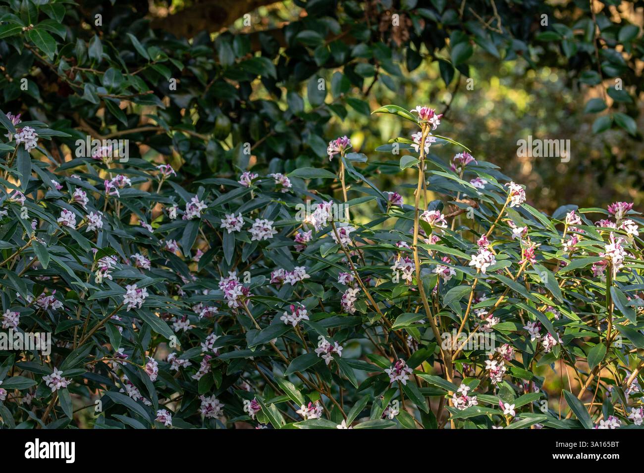 Natural close up flowering plant portrait of the fragrant Daphne ...