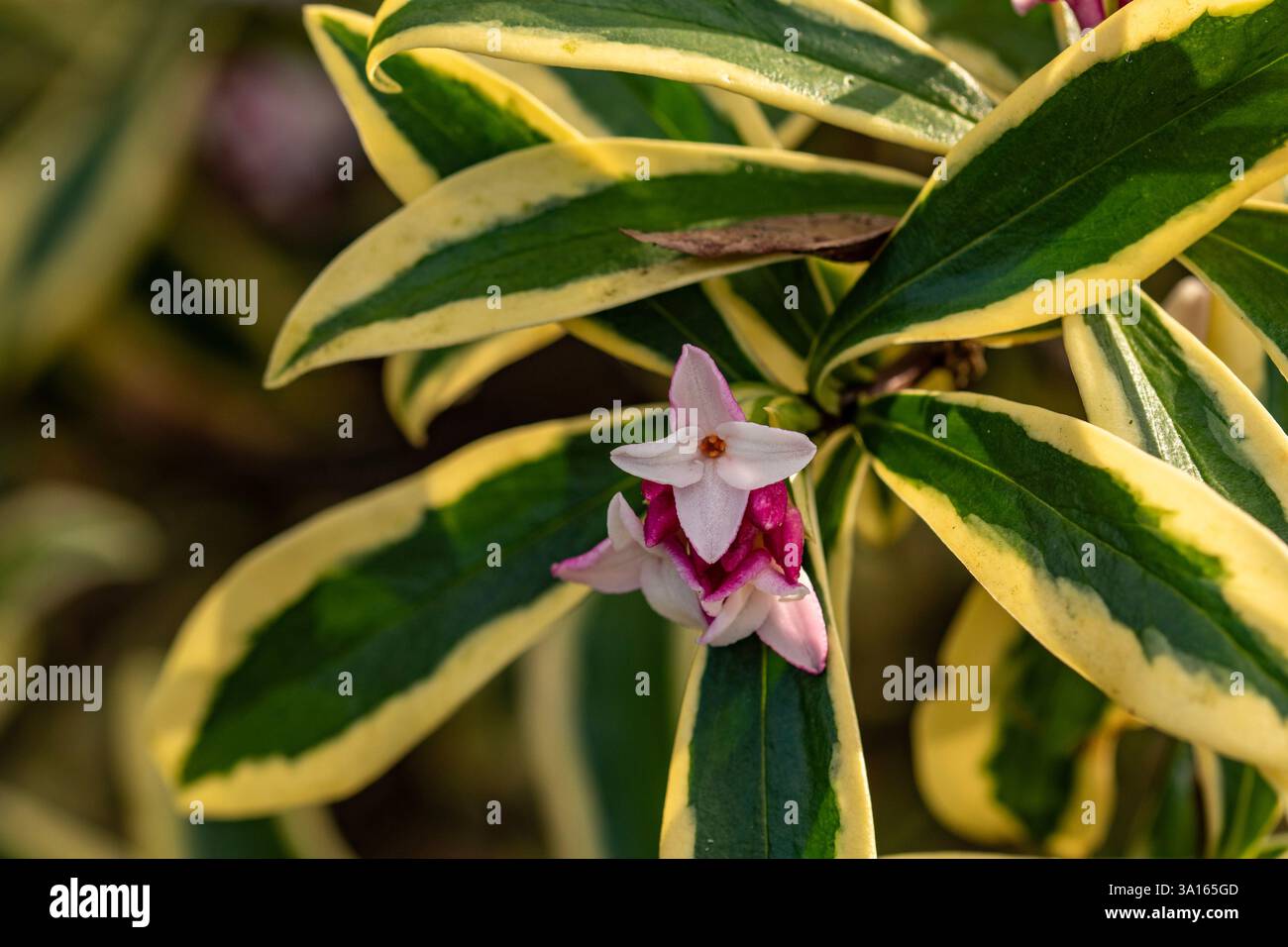 Thousand mile scent hi-res stock photography and images - Alamy