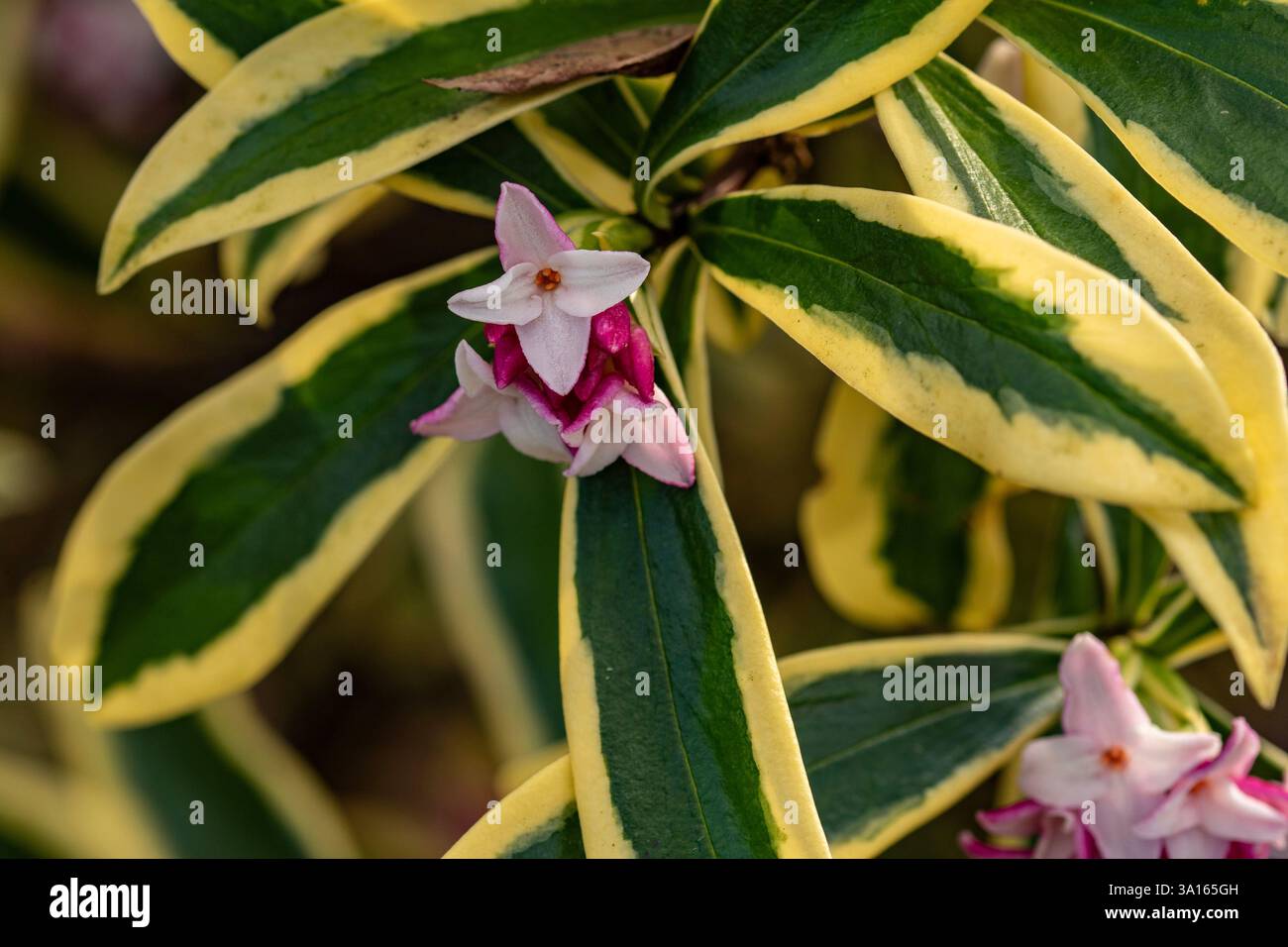 Natural close up flowering plant portrait of the stunning, variegated ...