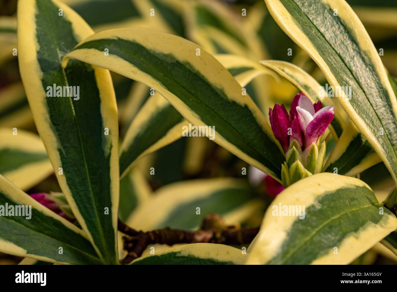 Natural close up flowering plant portrait of the stunning, variegated ...