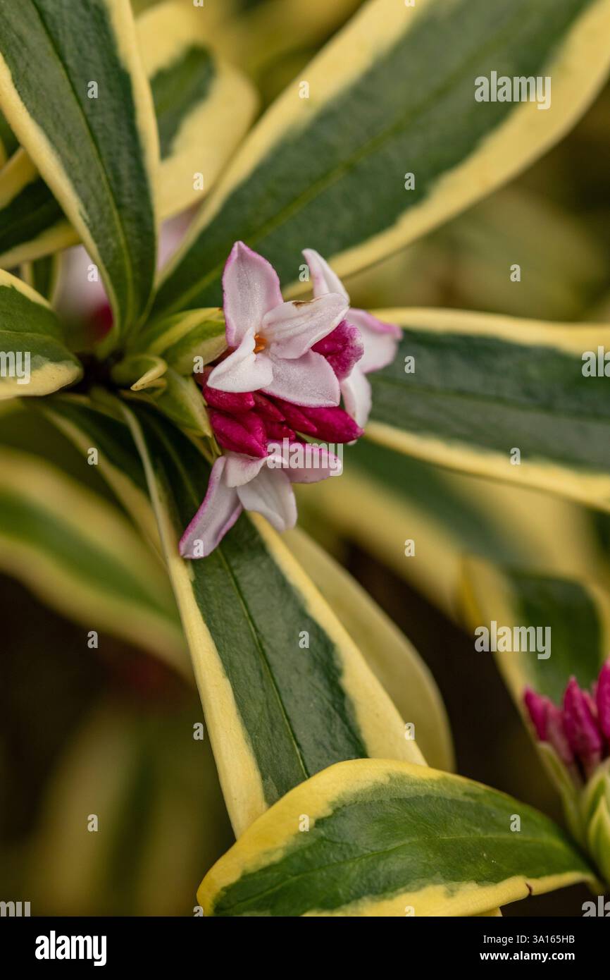 Natural close up flowering plant portrait of the stunning, variegated ...
